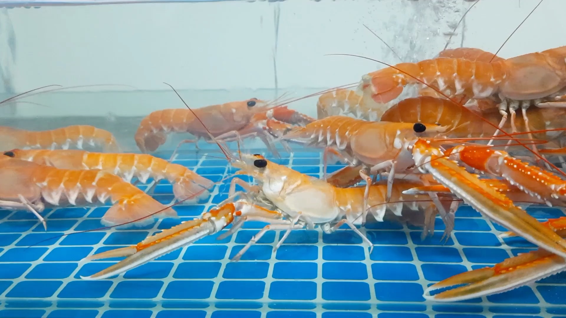 Probiotics – A healthy life begins from within